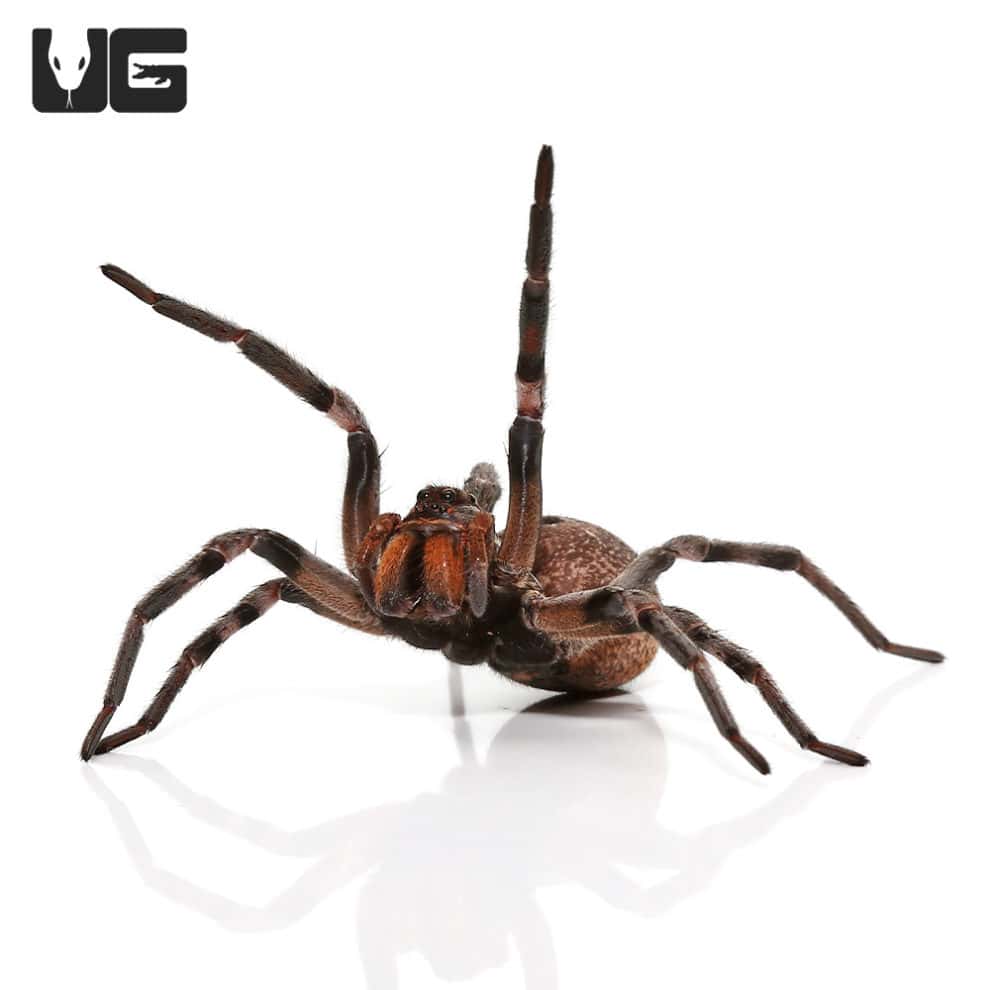 Adult Tucson Wolf Spider (Hogna carolinensis 'Tucson') for sale ...