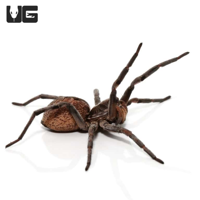 Adult Tucson Wolf Spider (Hogna carolinensis 'Tucson') for sale ...