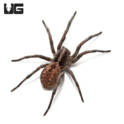Adult Tucson Wolf Spider (Hogna carolinensis 'Tucson') for sale ...