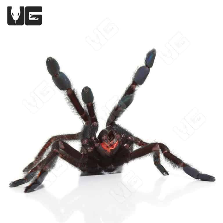 Venezuelan Suntiger Tarantula For Sale - Underground Reptiles