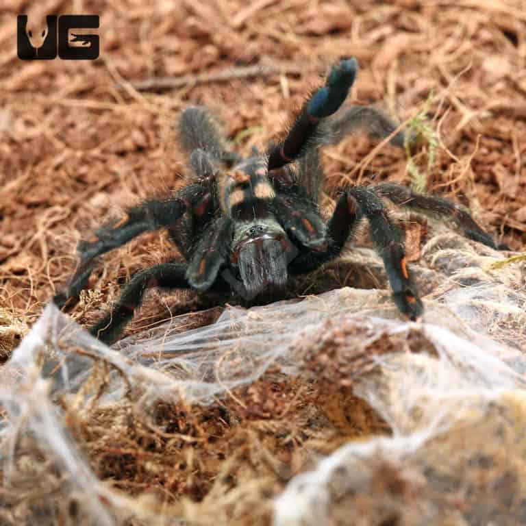 Venezuelan Suntiger Tarantula For Sale - Underground Reptiles