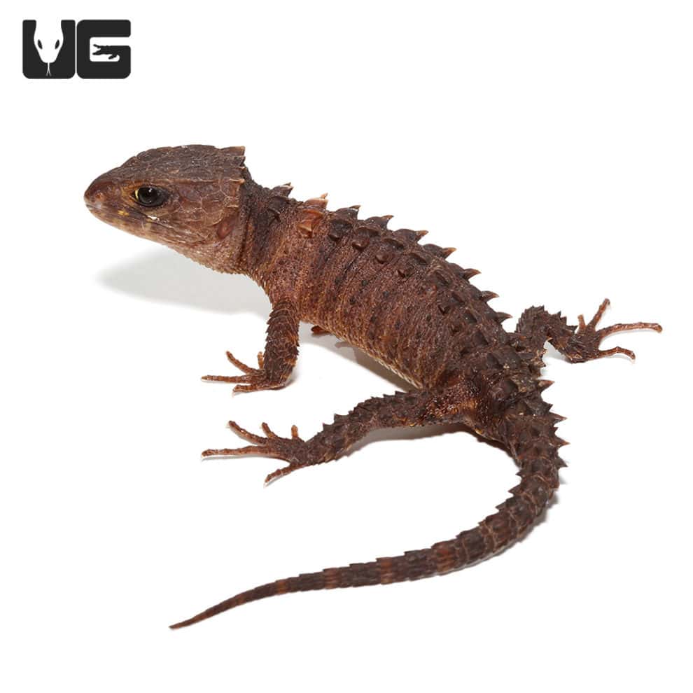 White Eyed Crocodile Skinks (Triblonotus novaeguineae) For Sale ...