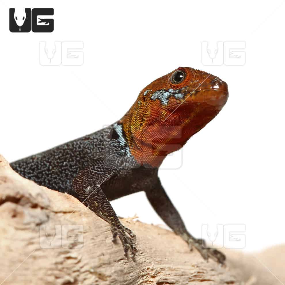 Yellow Headed Dwarf Geckos (Gonatodes albogularis fuscus) For Sale ...