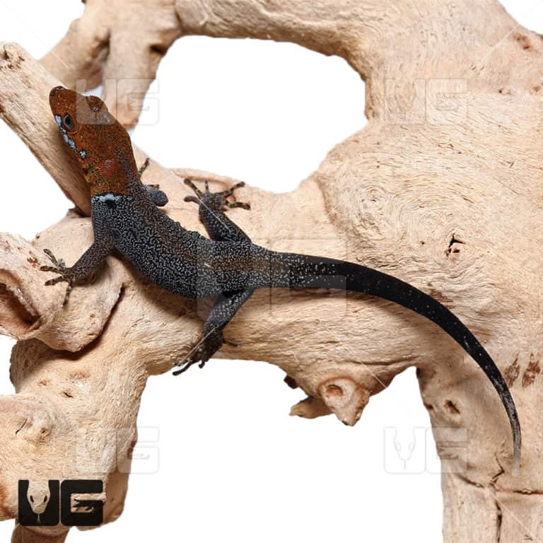 Yellow Headed Dwarf Geckos (Gonatodes albogularis fuscus) For Sale ...