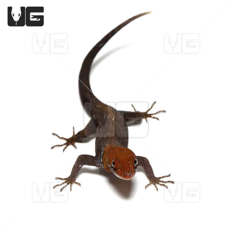 Yellow Headed Dwarf Geckos (Gonatodes albogularis fuscus) For Sale ...