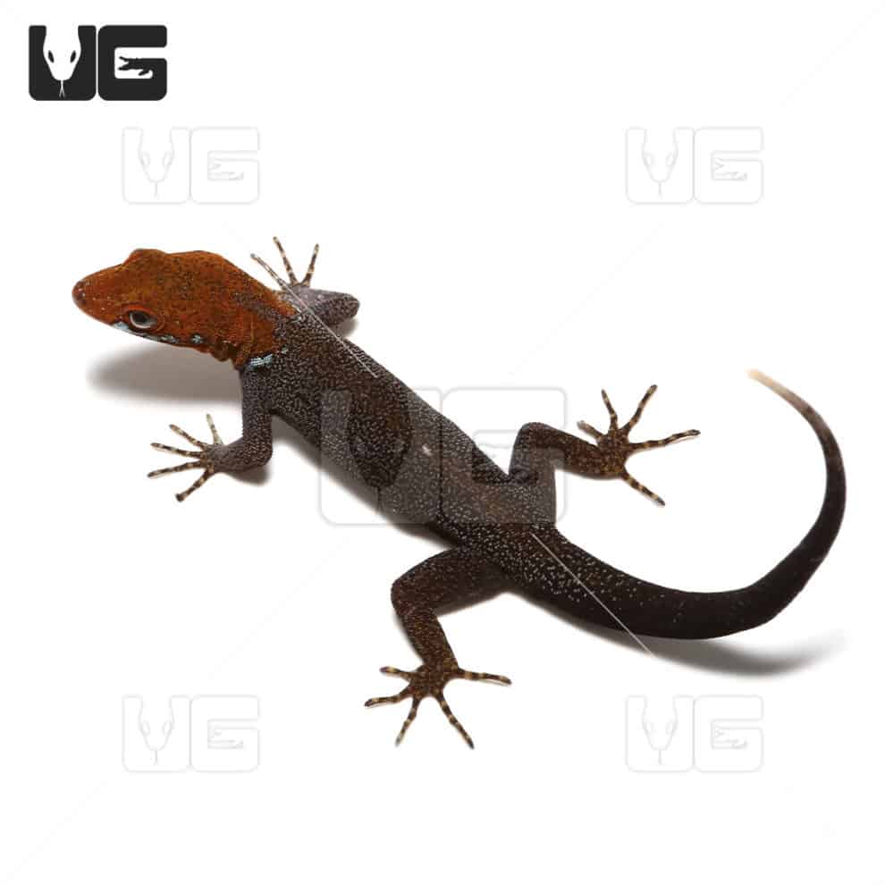 Yellow Headed Dwarf Geckos (Gonatodes albogularis fuscus) For Sale ...