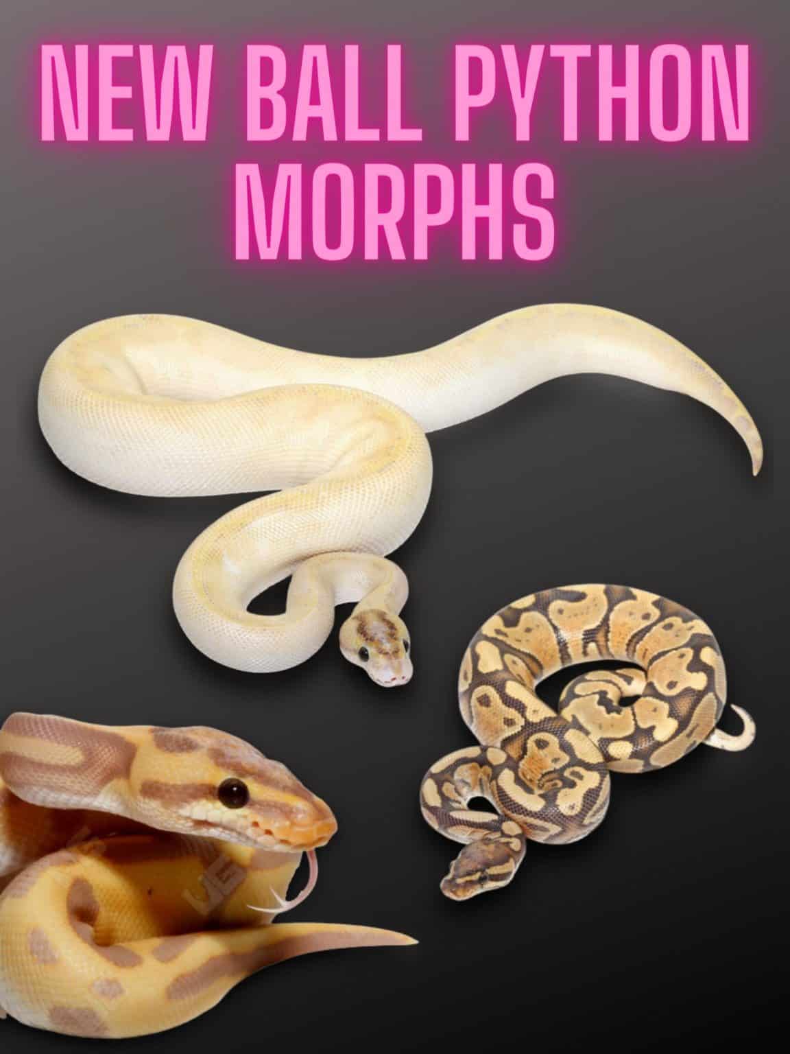 Underground Reptiles - Exotic Reptiles, Amphibians, Lizards and Mammals