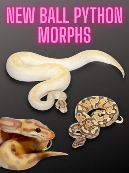 Underground Reptiles - Exotic Reptiles, Amphibians, Lizards and Mammals