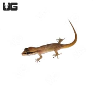 Siamese Leaf-Toed Gecko (Dixonius Siamensis) For Sale - Underground ...