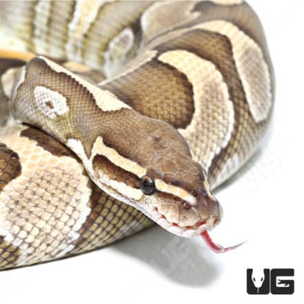 Baby Cinnamon GHI Ball Python For Sale - Underground Reptiles