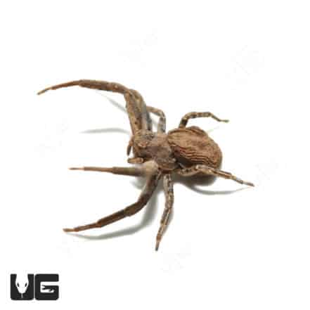 Arizona Crab Spider (Thomisidae sp. Arizona) For Sale - Underground ...