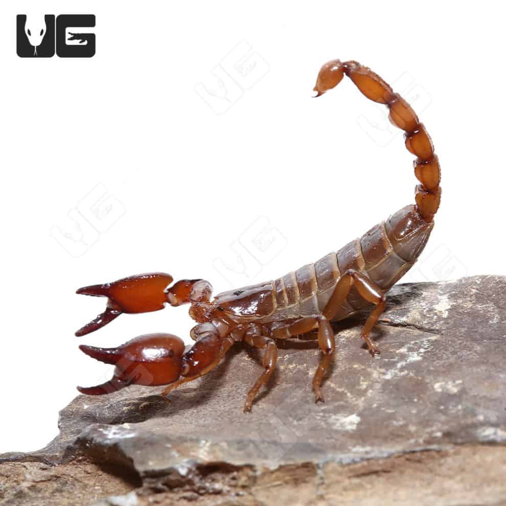 Asian Forest Scorpions For Sale - Underground Reptiles