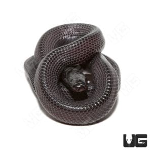 African File Snake For Sale - Underground Reptiles