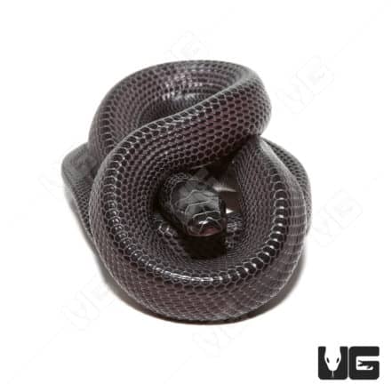 African File Snake For Sale - Underground Reptiles