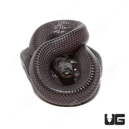 African File Snake For Sale - Underground Reptiles