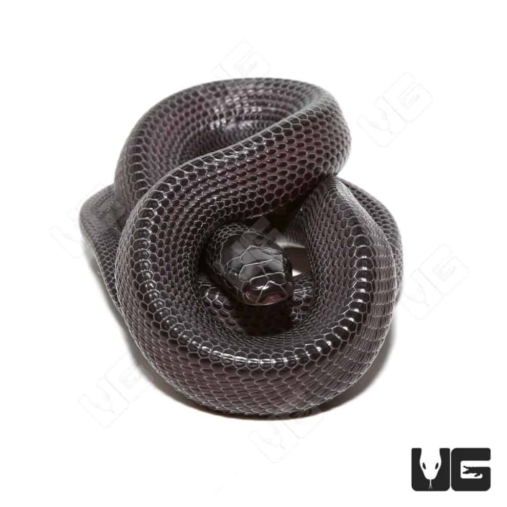 African File Snake For Sale - Underground Reptiles