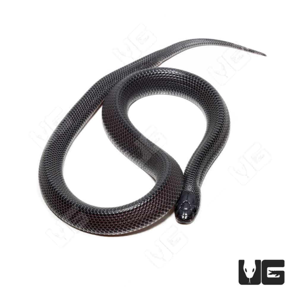 African File Snake For Sale - Underground Reptiles