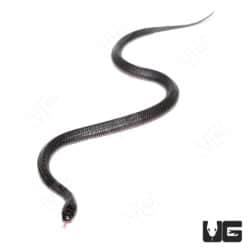 African File Snake For Sale - Underground Reptiles