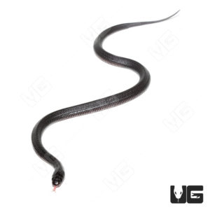 African File Snake For Sale - Underground Reptiles
