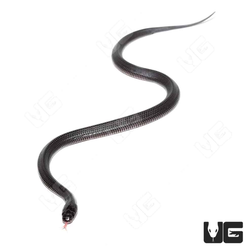 African File Snake For Sale - Underground Reptiles