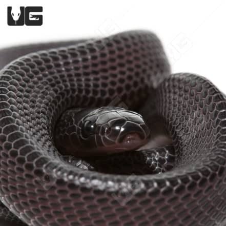 African File Snake For Sale - Underground Reptiles