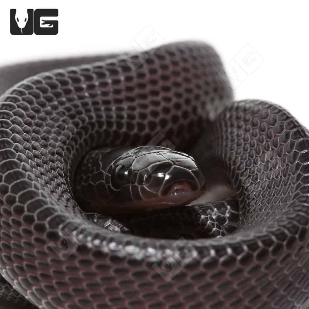 African File Snake For Sale - Underground Reptiles