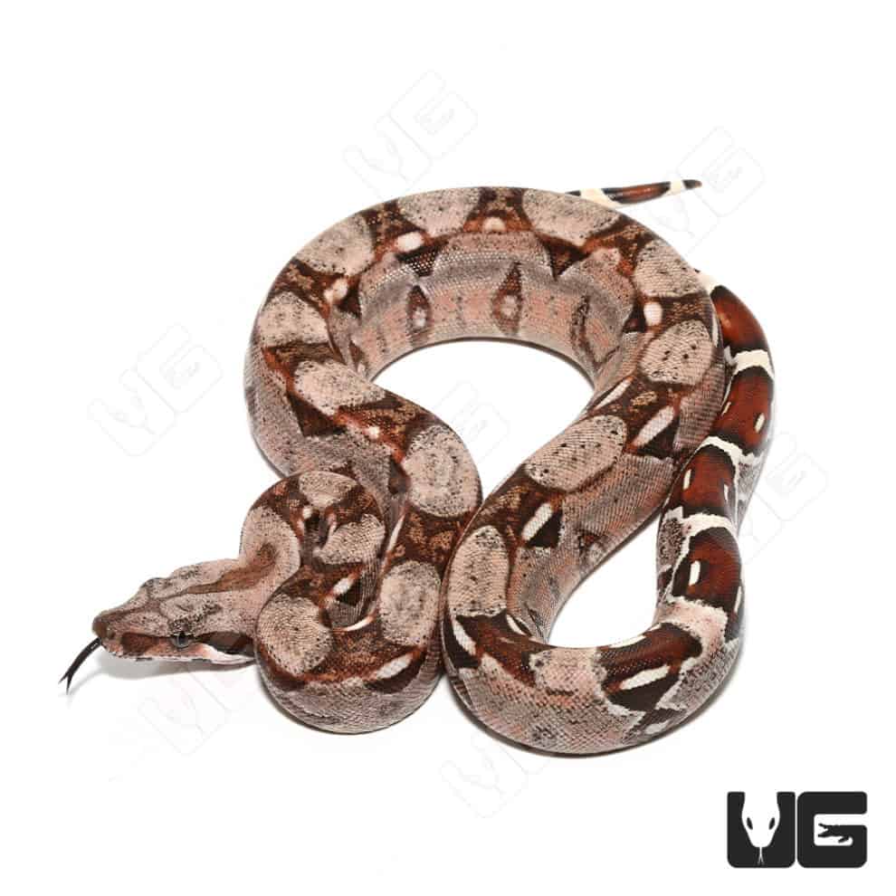 Baby Colombian Redtail Boas For Sale - Underground Reptiles