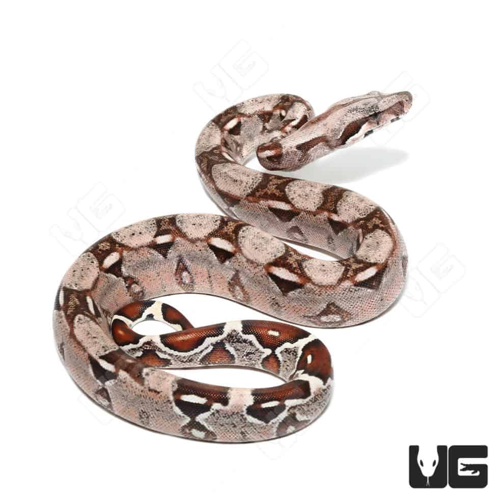 Baby Colombian Redtail Boas For Sale - Underground Reptiles