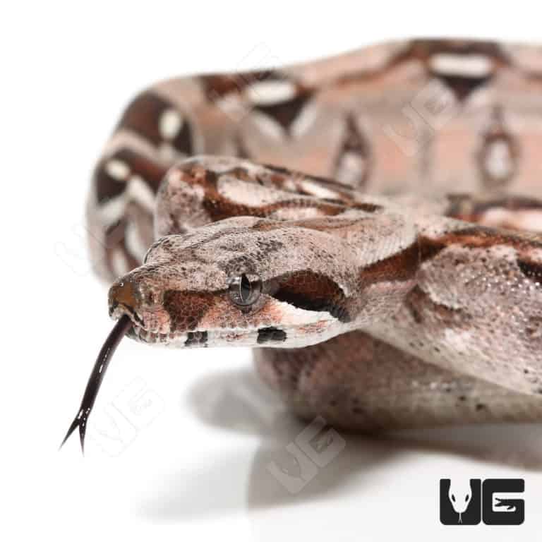 Baby Colombian Redtail Boas For Sale - Underground Reptiles