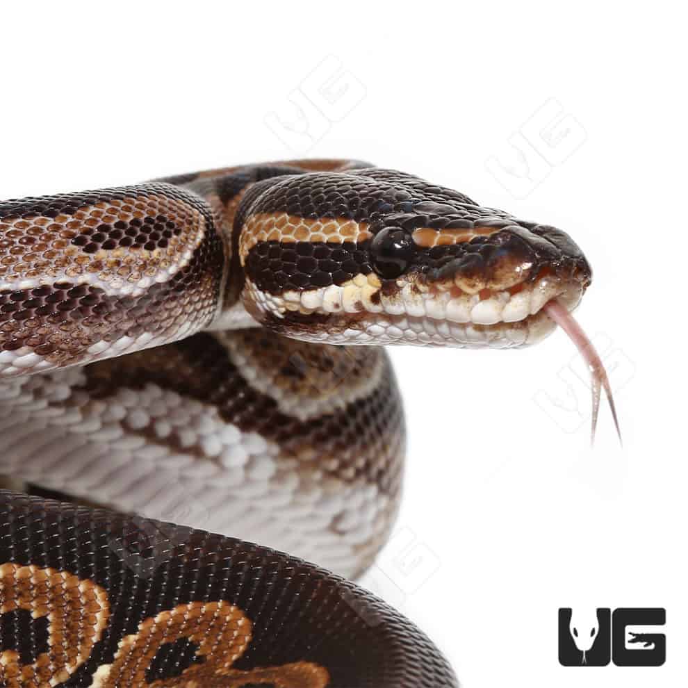 2018 Lavender Albino Spider Ball Python For Sale - Underground Reptiles