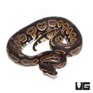 Ball Pythons For Sale - Underground Reptiles
