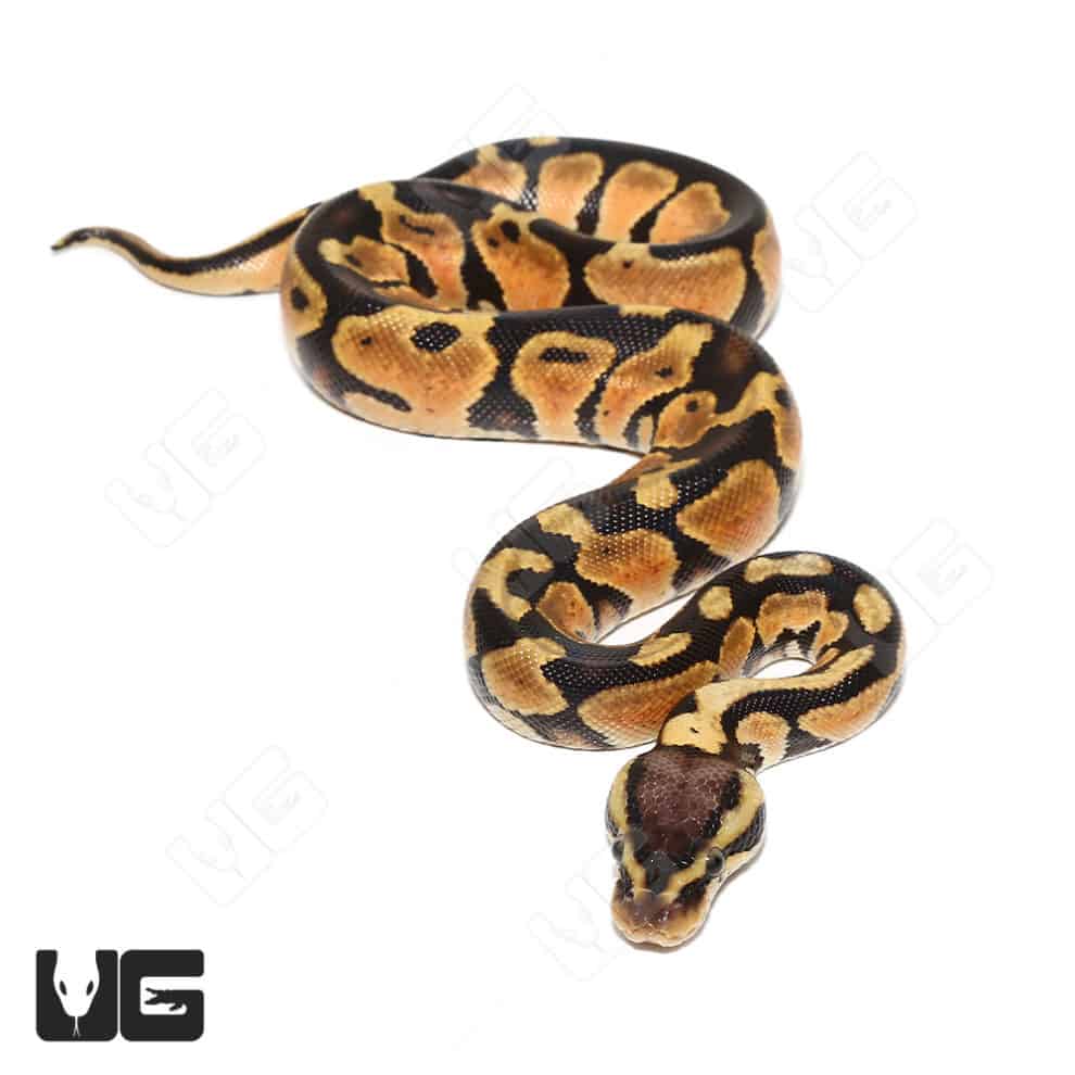 2018 Lavender Albino Spider Ball Python For Sale - Underground Reptiles