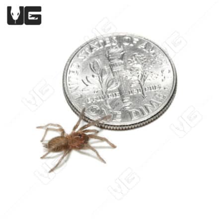 Cameroon Red Baboon Tarantula (Hysterocrates gigas) For Sale ...