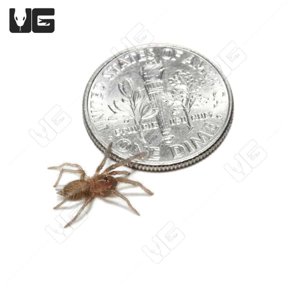 Cameroon Red Baboon Tarantula (Hysterocrates gigas) For Sale ...