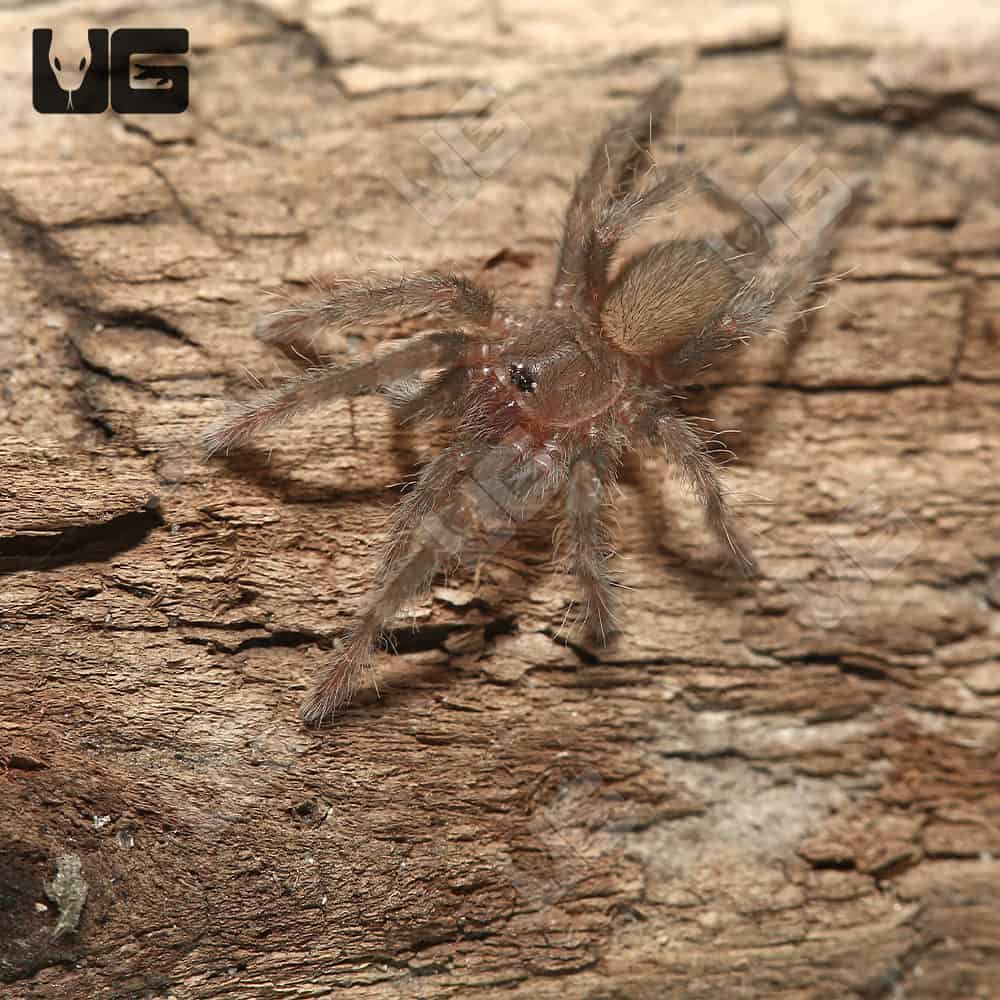 Cameroon Red Baboon Tarantula (Hysterocrates gigas) For Sale ...