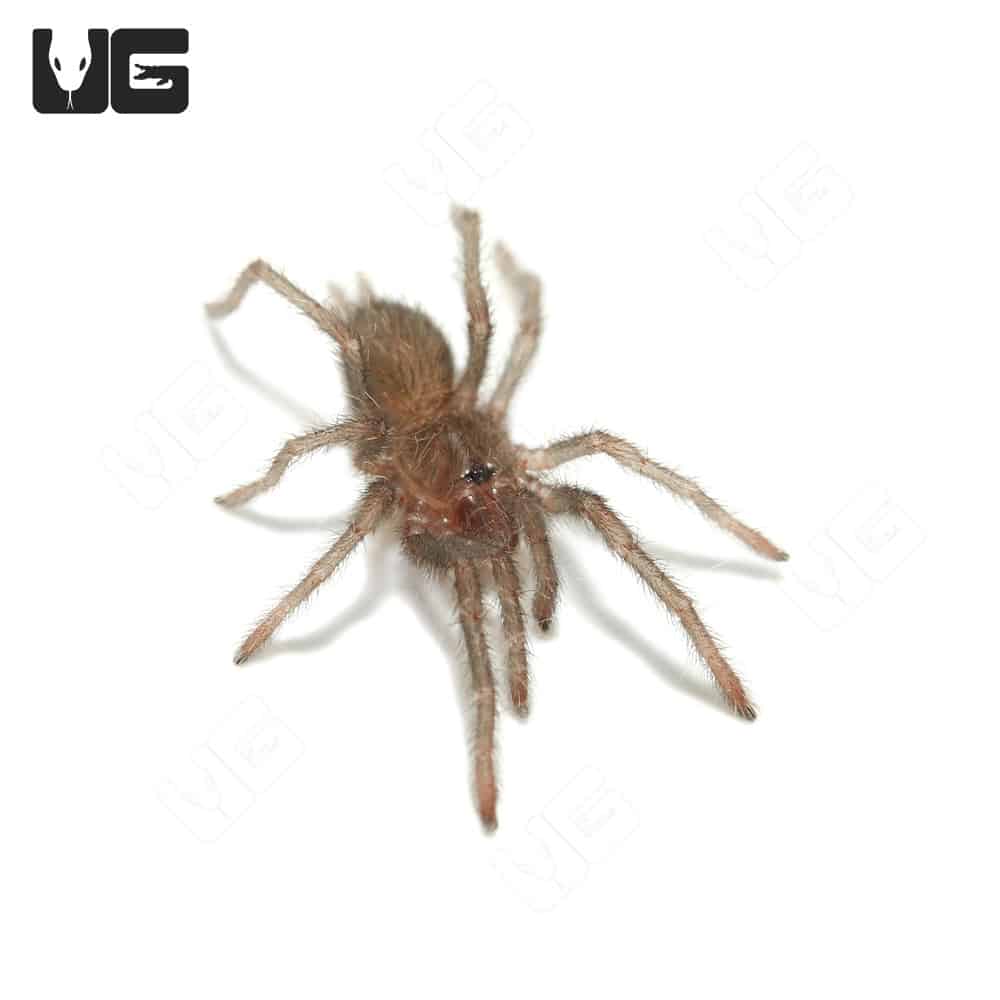 Cameroon Red Baboon Tarantula (Hysterocrates gigas) For Sale ...
