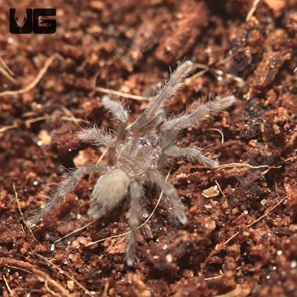Cameroon Red Baboon Tarantula (Hysterocrates gigas) For Sale ...