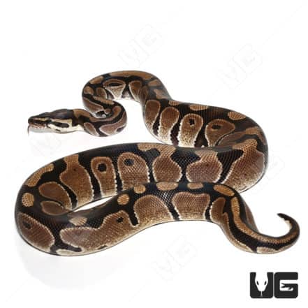 Baby Cinnamon GHI Ball Python For Sale - Underground Reptiles