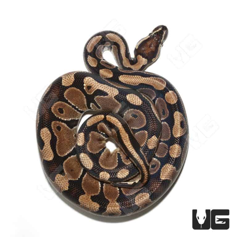 Baby Cinnamon GHI Ball Python For Sale - Underground Reptiles