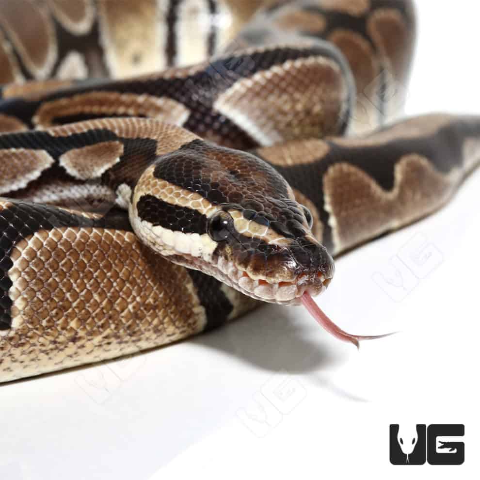 Baby Cinnamon GHI Ball Python For Sale - Underground Reptiles