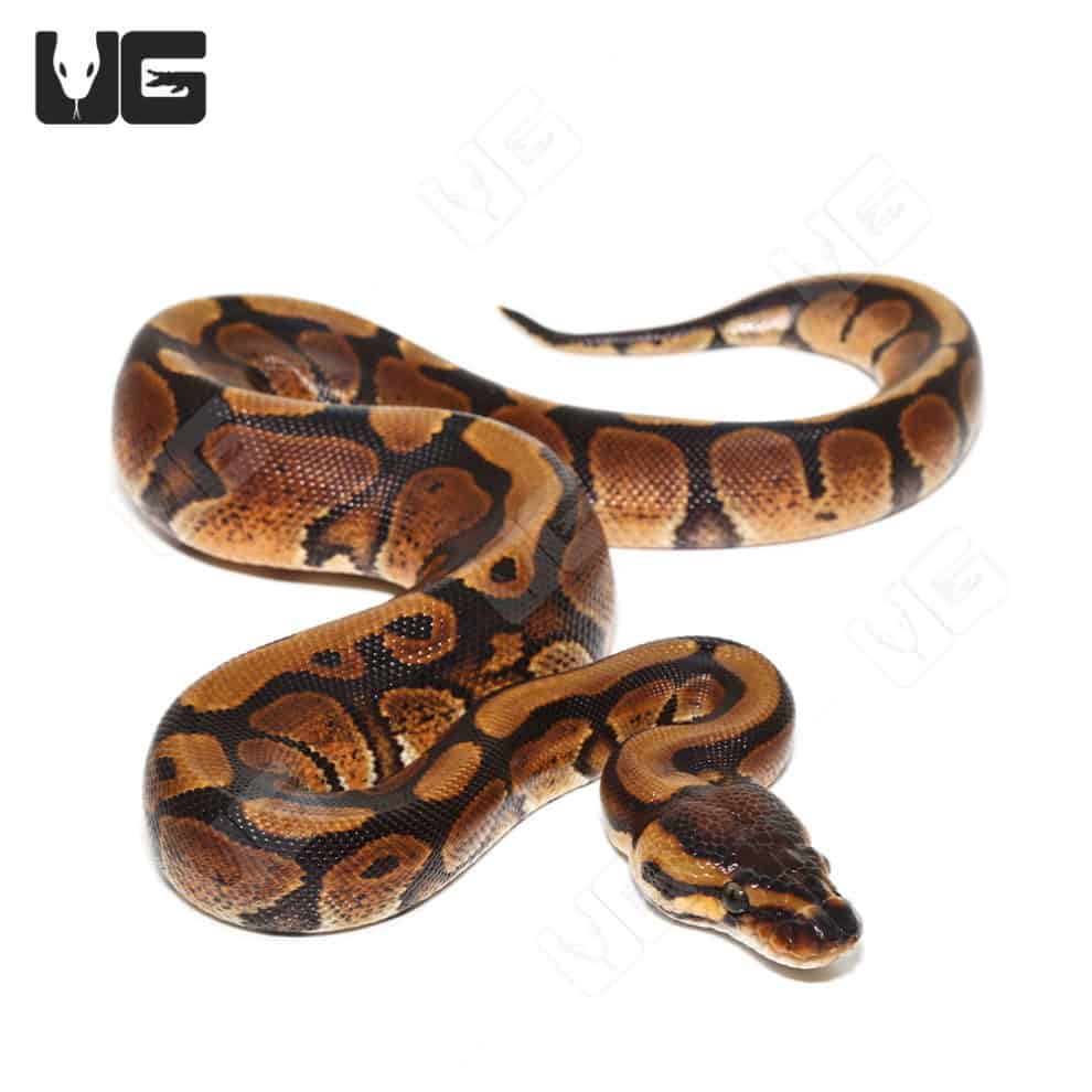 Ball Pythons For Sale - Underground Reptiles
