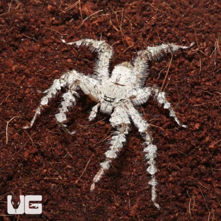 Orange Crab Huntsman (barylestis sp "cameroon Orange") For Sale ...