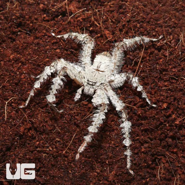 Orange Crab Huntsman (barylestis sp "cameroon Orange") For Sale ...