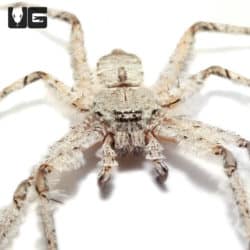 Orange Crab Huntsman (barylestis sp "cameroon Orange") For Sale ...