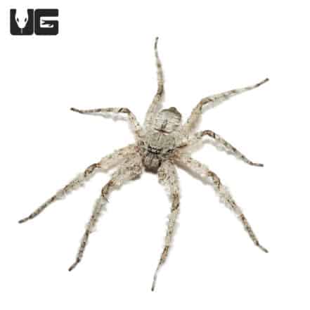 Orange Crab Huntsman (barylestis sp "cameroon Orange") For Sale ...