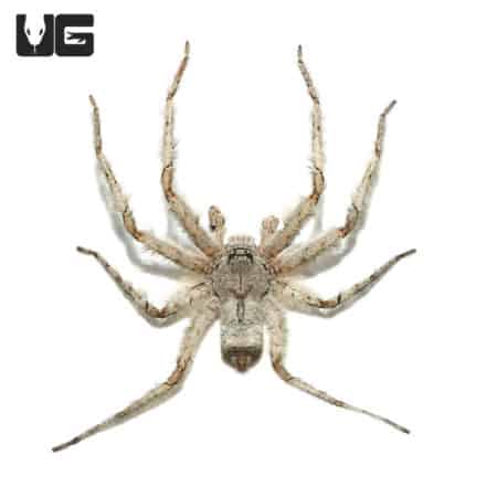 Orange Crab Huntsman (barylestis sp "cameroon Orange") For Sale ...