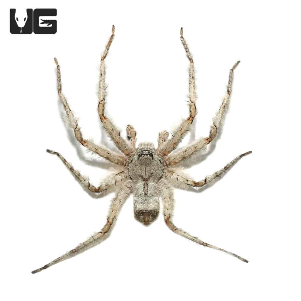 Orange Crab Huntsman (barylestis sp "cameroon Orange") For Sale ...