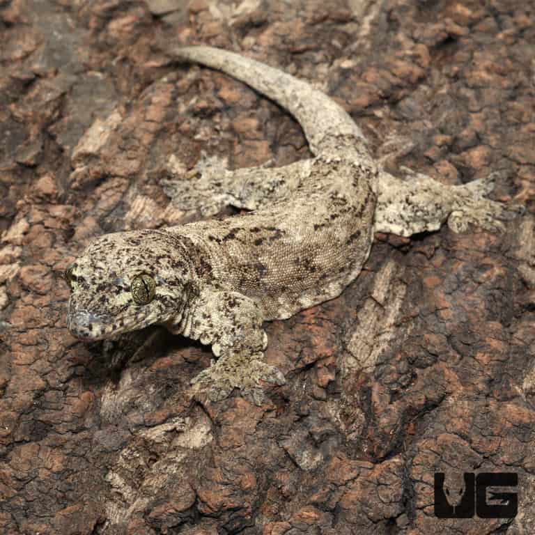 Halmahera Geckos For Sale - Underground Reptiles
