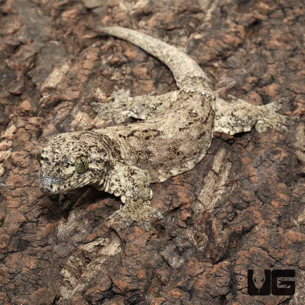 Halmahera Geckos For Sale - Underground Reptiles