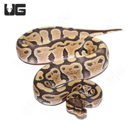 Baby Male Hypo Yellowbelly Het Pied Ball Python (Python regius) For ...